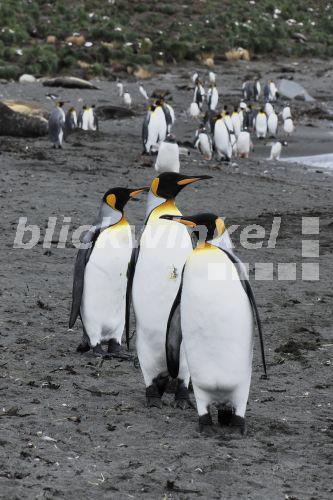 blickwinkel - Koenigspinguin, Koenigs-Pinguin (Aptenodytes patagonicus ...