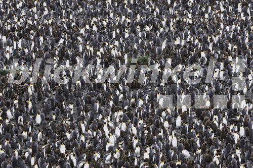 blickwinkel - Koenigspinguin, Koenigs-Pinguin (Aptenodytes patagonicus ...