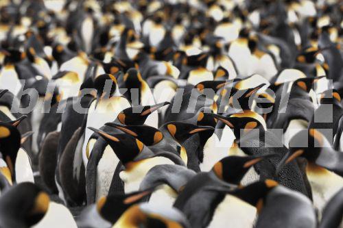 blickwinkel - Koenigspinguin, Koenigs-Pinguin (Aptenodytes patagonicus ...