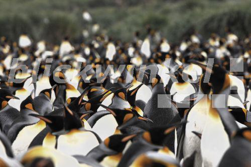 blickwinkel - Koenigspinguin, Koenigs-Pinguin (Aptenodytes patagonicus ...
