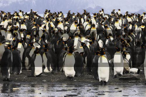 blickwinkel - Koenigspinguin, Koenigs-Pinguin (Aptenodytes patagonicus ...