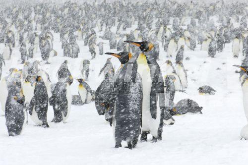 blickwinkel - Koenigspinguin, Koenigs-Pinguin (Aptenodytes patagonicus ...