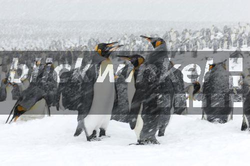 blickwinkel - Koenigspinguin, Koenigs-Pinguin (Aptenodytes patagonicus ...