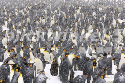 blickwinkel - Koenigspinguin, Koenigs-Pinguin (Aptenodytes patagonicus ...