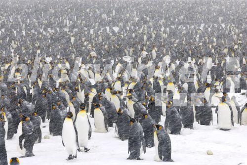 blickwinkel - Koenigspinguin, Koenigs-Pinguin (Aptenodytes patagonicus ...