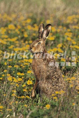 blickwinkel - Europaeischer Hase, Europaeischer Feldhase (Lepus ...