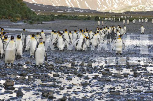 blickwinkel - Koenigspinguin, Koenigs-Pinguin (Aptenodytes patagonicus ...