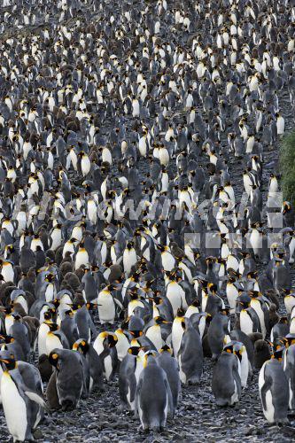 blickwinkel - Koenigspinguin, Koenigs-Pinguin (Aptenodytes patagonicus ...