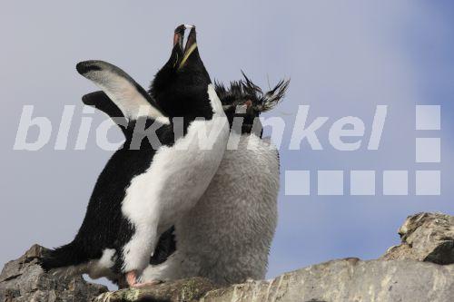 blickwinkel - Felsenpinguin, Felsen-Pinguin (Eudyptes chrysocome ...