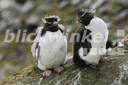 blickwinkel - Felsenpinguin, Felsen-Pinguin (Eudyptes chrysocome ...
