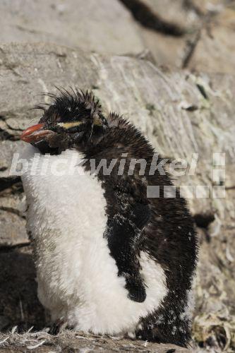 blickwinkel - Felsenpinguin, Felsen-Pinguin (Eudyptes chrysocome ...