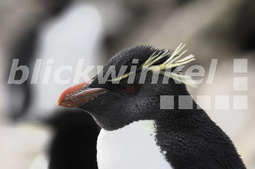 blickwinkel - Felsenpinguin, Felsen-Pinguin (Eudyptes chrysocome ...