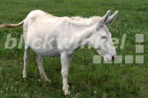 blickwinkel - Esel (Equus asinus f. asinus), Weisser Esel, auf Weide ...