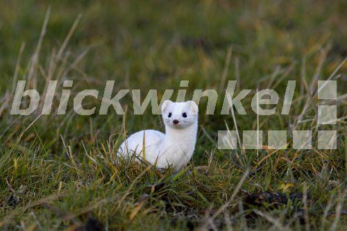 blickwinkel - Hermelin, Grosses Wiesel, Grosswiesel, Gross-Wiesel ...