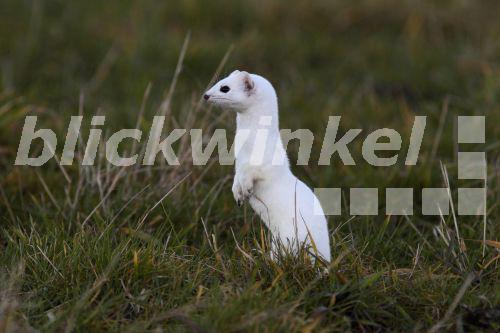 blickwinkel - Hermelin, Grosses Wiesel, Grosswiesel, Gross-Wiesel ...