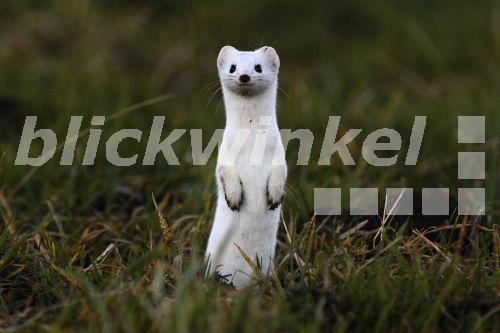 blickwinkel - Hermelin, Grosses Wiesel, Grosswiesel, Gross-Wiesel ...