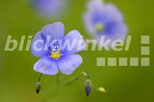 blickwinkel - Oesterreichischer Lein (Linum austriacum), Bluete ...