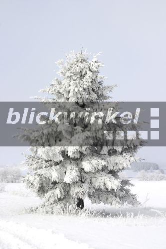 blickwinkel - Gemeine Fichte, Rottanne, Gewoehnliche Fichte (Picea ...