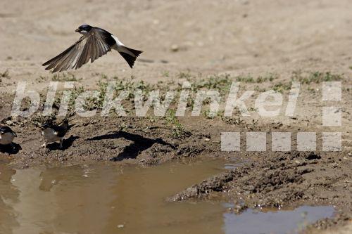 blickwinkel - Mehlschwalbe, Mehl-Schwalbe (Delichon urbica), fliegt mit ...