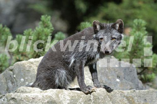 blickwinkel - Eisfuchs, Eis-Fuchs, Polarfuchs, Polar-Fuchs, Weissfuchs ...