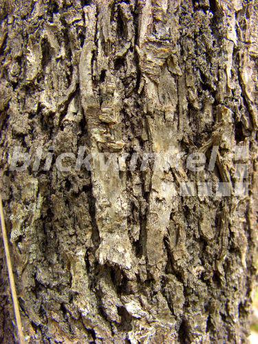 blickwinkel - Mandelbaum, Mandel-Baum (Prunus dulcis, Prunus amygdalus ...