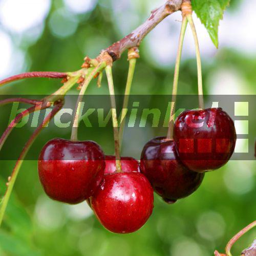 blickwinkel - Suess-Kirsche, Suesskirsche, Kirschbaum, Kirsch-Baum ...