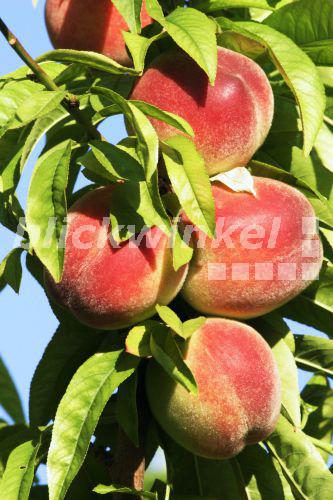 blickwinkel - Pfirsich (Prunus persica), Pfirsiche am Baum - peach ...