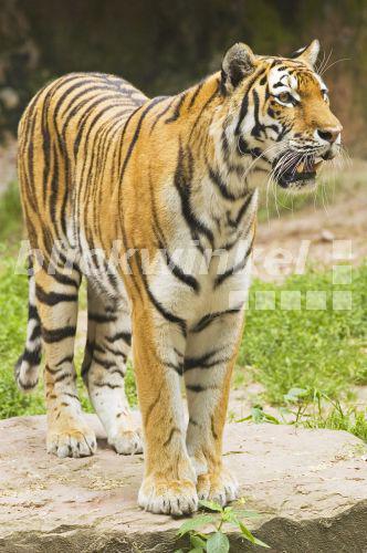 blickwinkel - Sibirischer Tiger, Amurtiger (Panthera tigris altaica ...