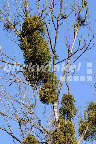 blickwinkel - Laubholz-Mistel, Laubholzmistel (Viscum album subsp ...