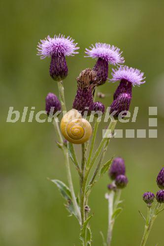 blickwinkel - Acker-Kratzdistel, Ackerkratzdistel, Ackerdistel, Acker ...