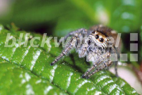 blickwinkel - Springspinne, Huepfspinne (Salticidae), auf Blatt ...