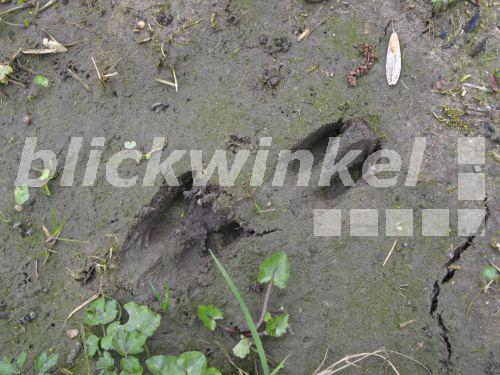 blickwinkel - Europaeisches Reh (Capreolus capreolus), Spur ...