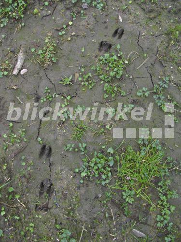 blickwinkel - Europaeisches Reh (Capreolus capreolus), Spur ...