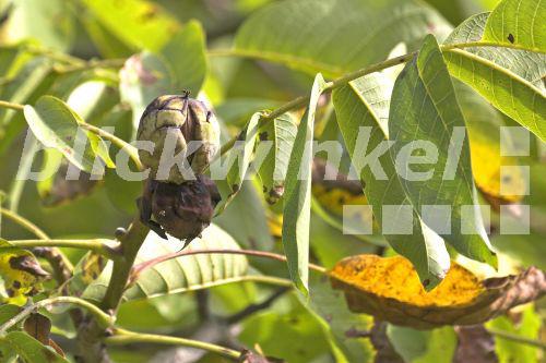 blickwinkel - Echte Walnuss, Echte Wal-Nuss, Walnuss, Wal-Nuss (Juglans ...