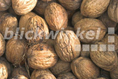 blickwinkel - Echte Walnuss, Echte Wal-Nuss, Walnuss, Wal-Nuss (Juglans ...