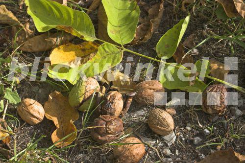 blickwinkel - Echte Walnuss, Echte Wal-Nuss, Walnuss, Wal-Nuss (Juglans ...