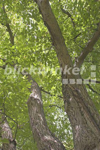 blickwinkel - Echte Walnuss, Echte Wal-Nuss, Walnuss, Wal-Nuss (Juglans ...