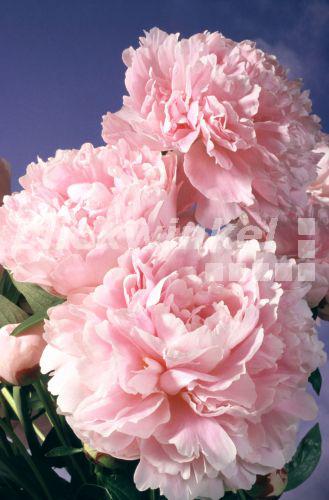 blickwinkel - Pfingstrose, Garten-Pfingstrose, Bauernrose, Bauern-Rose ...