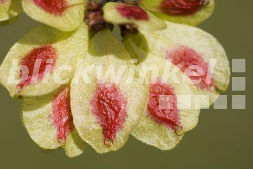 blickwinkel - Feldulme, Feld-Ulme (Ulmus minor, Ulmus campestris, Ulmus ...