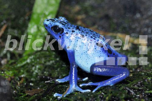 blickwinkel - Blauer Pfeilgiftfrosch (Dendrobates azureus) - blue ...