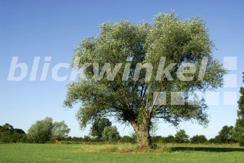blickwinkel - Korb-Weide, Korbweide (Salix viminalis), Kopfweide, alter ...