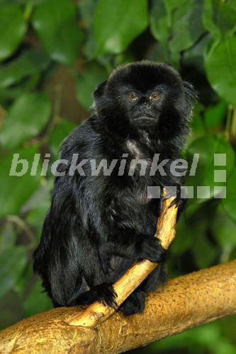blickwinkel - Springtamarin, Spring-Tamarin, Callimico (Callimico ...