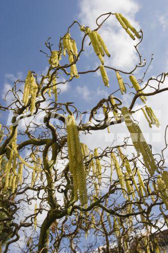 blickwinkel - Gewoehnliche Haselnuss, Hasel, Haselstrauch (Corylus ...