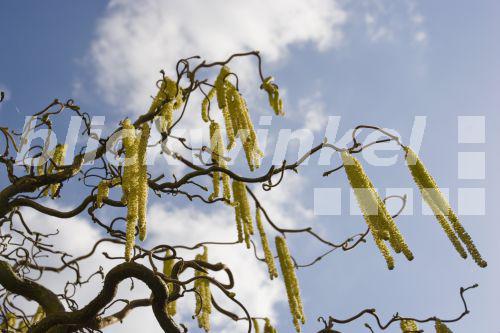 blickwinkel - Gewoehnliche Haselnuss, Hasel, Haselstrauch (Corylus ...