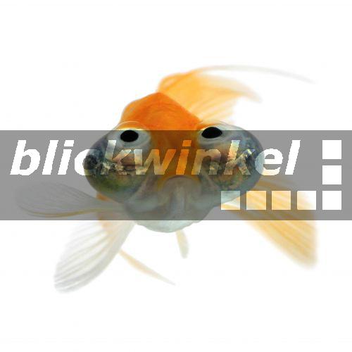 blickwinkel - Goldfisch, Goldkarausche, Himmelsgucker, Froschauge ...