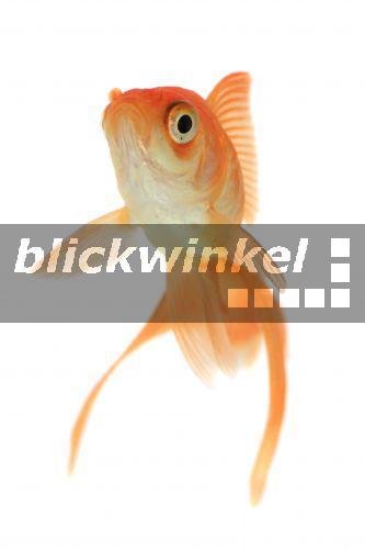 blickwinkel - Goldfisch, Goldkarausche, Kometenschweif, Komet ...
