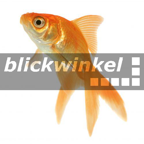 blickwinkel - Goldfisch, Goldkarausche, Kometenschweif, Komet ...