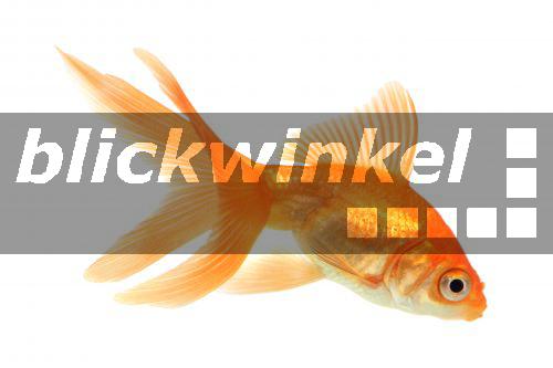 blickwinkel - Goldfisch, Goldkarausche, Kometenschweif, Komet ...