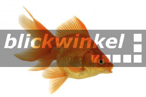 blickwinkel - Goldfisch, Goldkarausche, Schleierschwanz; Veiltail ...