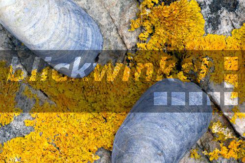 blickwinkel - Miesmuschel (Mytiloidea), Muscheln und Flechten auf ...